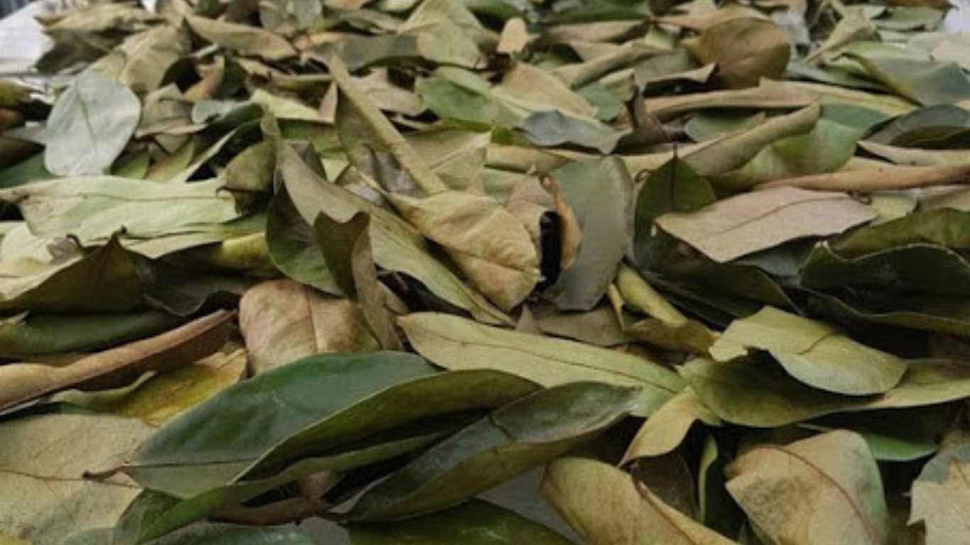 SourSopShop | Your One-Stop Destination For Soursop Wellness – Soursopshop