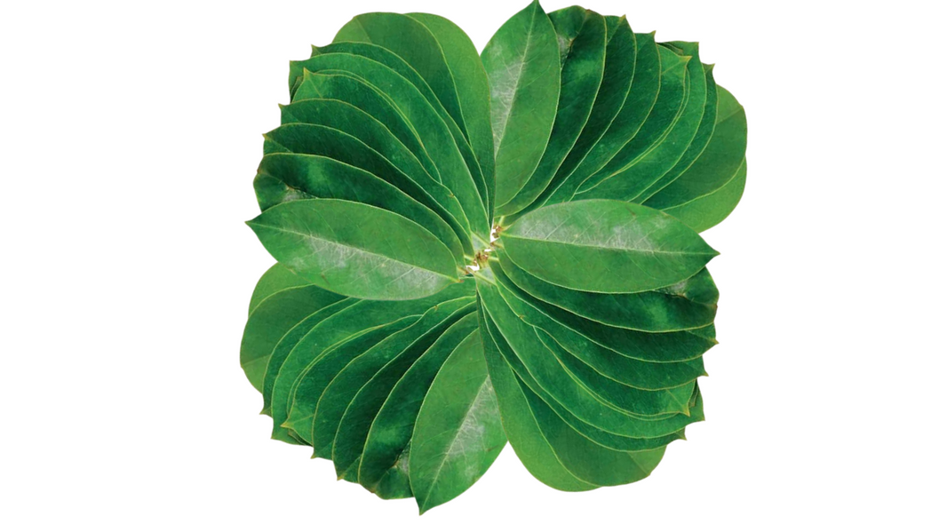 SourSopShop | Your One-Stop Destination For Soursop Wellness – Soursopshop